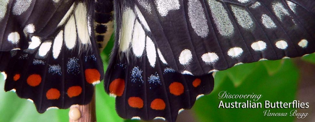 Home Page - Australian Butterflies