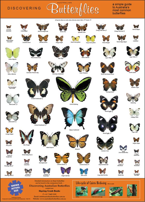 The Poster Australian Butterflies The Poster Australian Butterflies